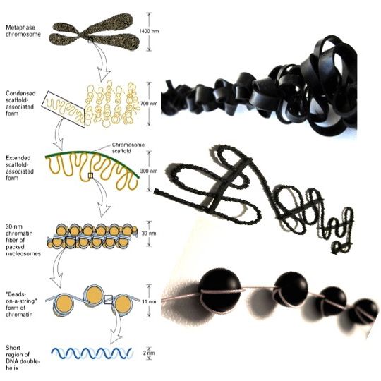Chromatin / Flexibility « La B Design
